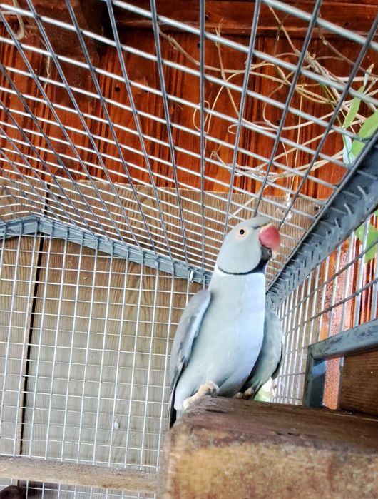 Papagali Micul Alexander Cugir • OLX.ro