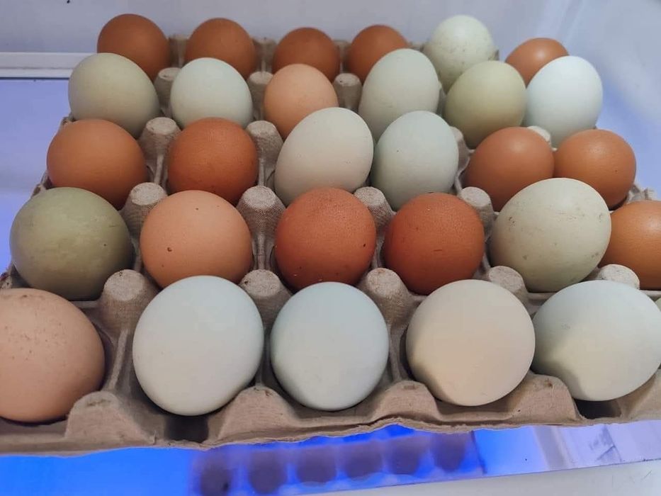 Ouă verzi Ameraucana(consum și incubat) Resita • OLX.ro