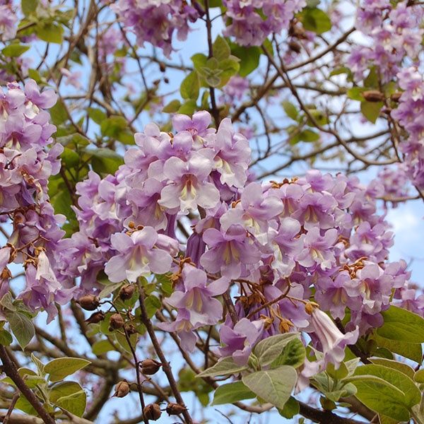 Paulownia Tomentosa Shoot Cu Flori Roz Ciumbrud • OLX.ro
