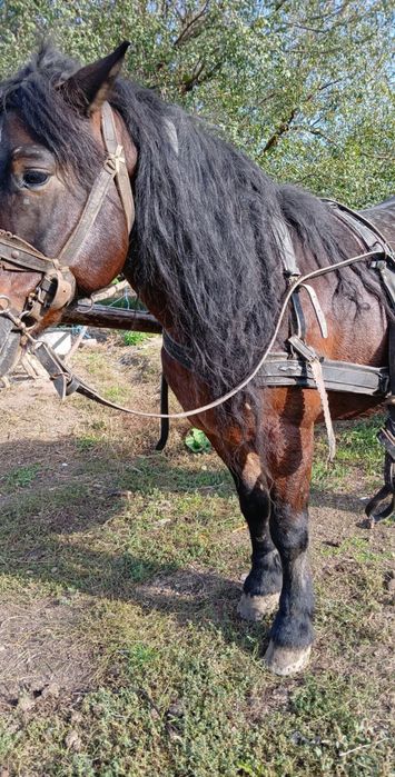 Avem un cal de cinci ani foarte bun la Ratesti • OLX.ro