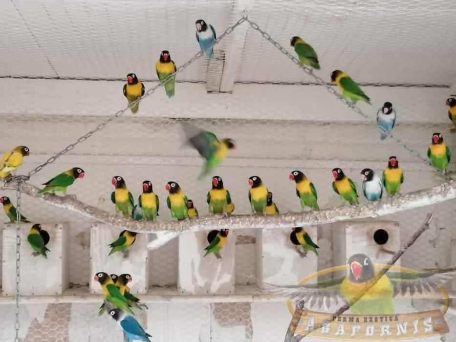 Puiuti papagali Amorezi/Agapornis/Inseparabili Bucuresti Sectorul 2 ...