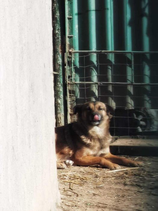 PIPPA, catelusa spre adoptie Bucuresti Sectorul 4 • OLX.ro