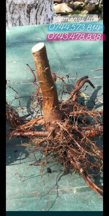 Nuci Chandler Paulownia Alun Cires Migdal Coacaz Mar Liliac Kaki Rodiu ...