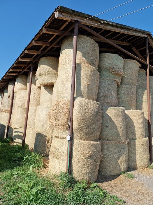 Baloti lucernă 165 cm 500 kg Iernut • OLX.ro