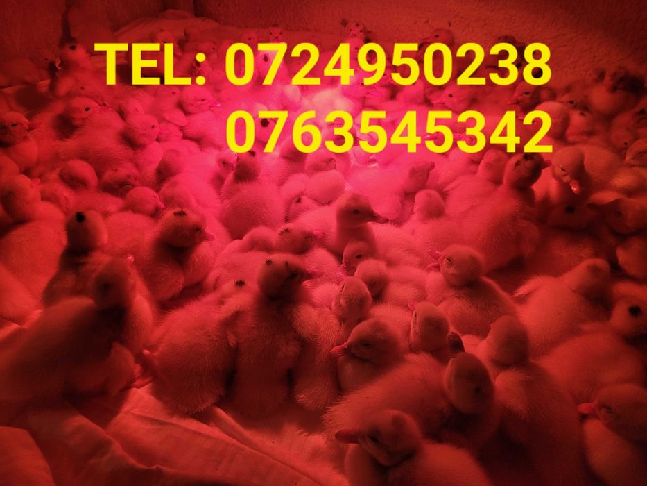 Vand boboci de rata de carne pekin/mulard si boboci de gâscă Padureni ...