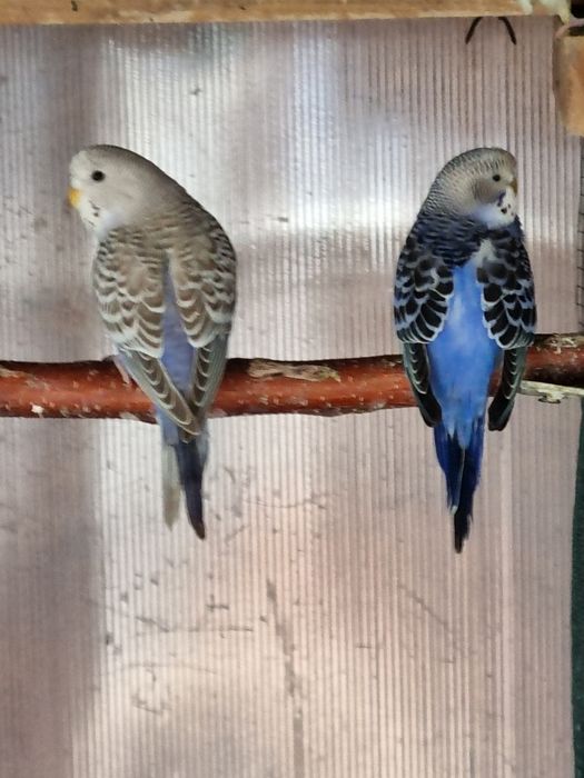 Nimfe perusi Micul alexander Marele alexandru derby lord china Kakarik ...