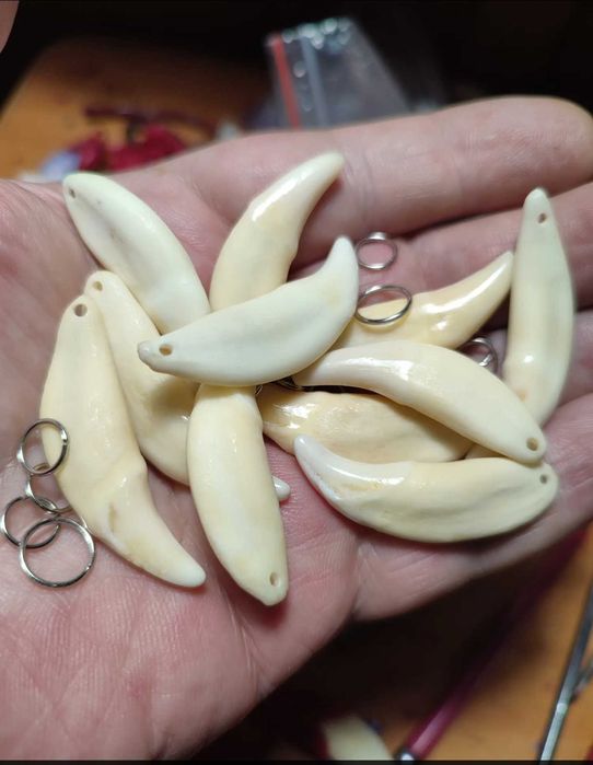 Medalion hand-made din COLT REAL DE LUP ( craniu, colti, trofeu )_1 ...