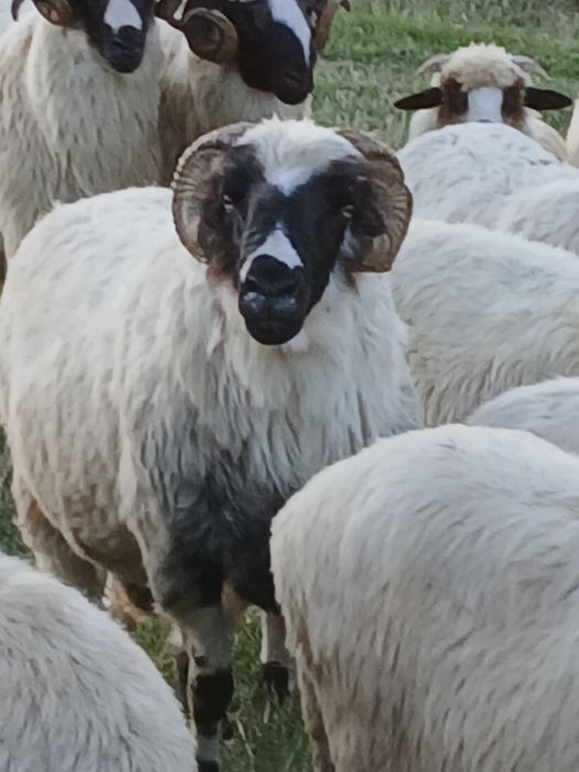 Berbec breaz de monta Udesti • OLX.ro