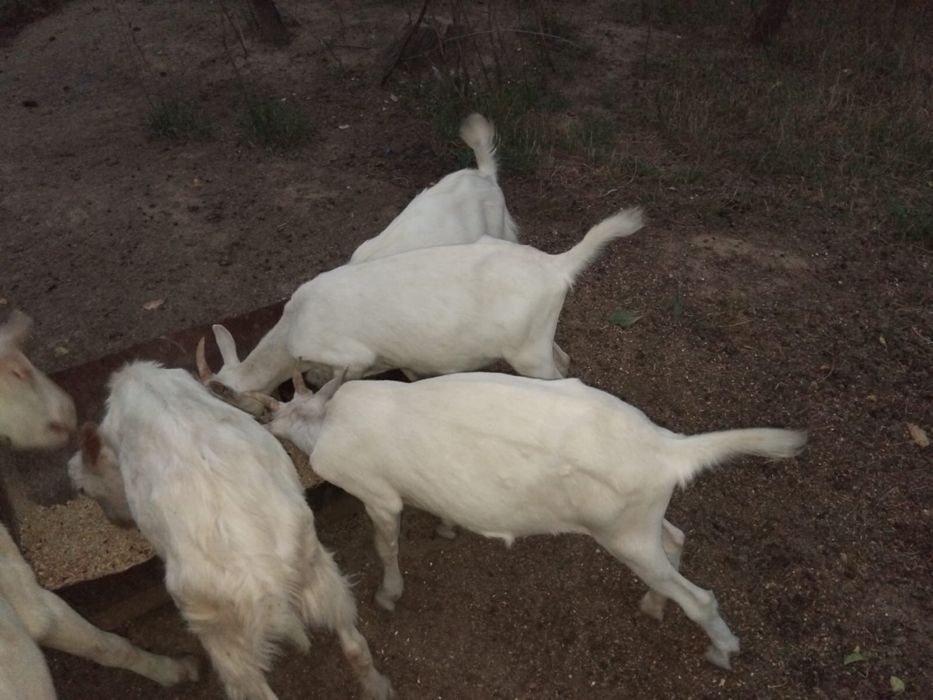 Capre Saanen | Iedute | Capra | Ied Iasi • OLX.ro