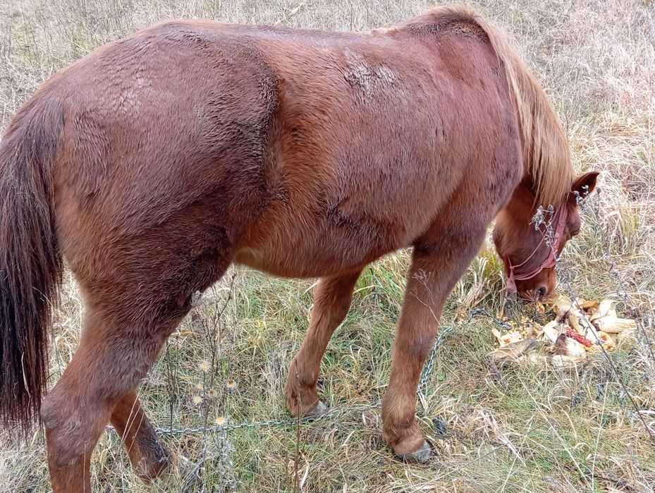 Vând cal de om necajit Soala • OLX.ro