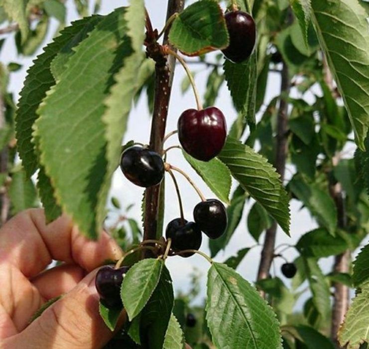 Cires (Amar De Maxut ) Maracineni • OLX.ro