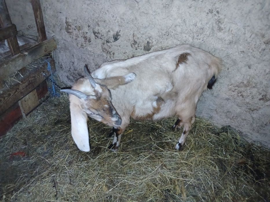 Vind capre fatate de doua saptamini si Mai am doua care trebuie sa fet Dernisoara • OLX.ro