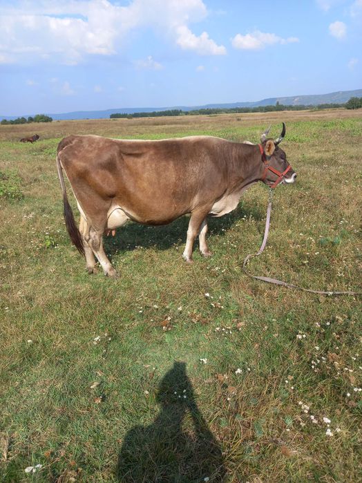 Vaca buna de lapte Pufesti • OLX.ro