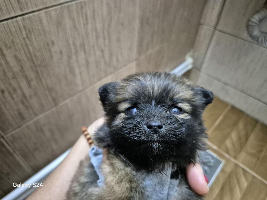 Cățeluș mic spre adoptie Constanta • OLX.ro