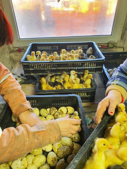 Boboci de rata promotia 2024 Tulcea • OLX.ro