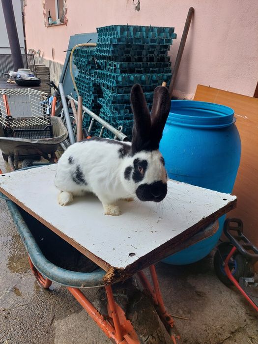 Vând masculi fluture german și pui Sambata de Sus • OLX.ro