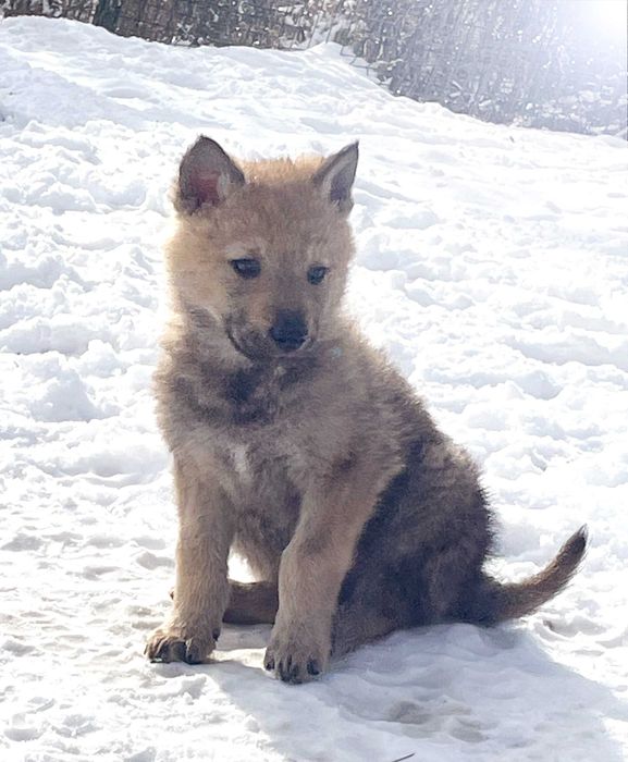 Lup Cehoslovac - Pui Bistrita • OLX.ro