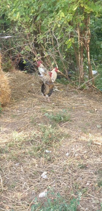 Vând rate mute și cocoșii iopan gaini iopani Sannicolau Roman • OLX.ro