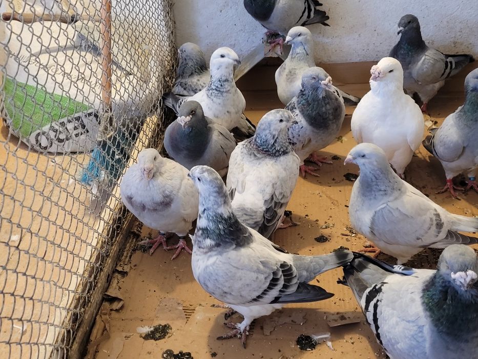 Porumbei standard voiajori Bucuresti Sectorul 1 • OLX.ro