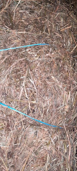 Vand baloti de lucerna, fan și otava 2024 Bacel • OLX.ro