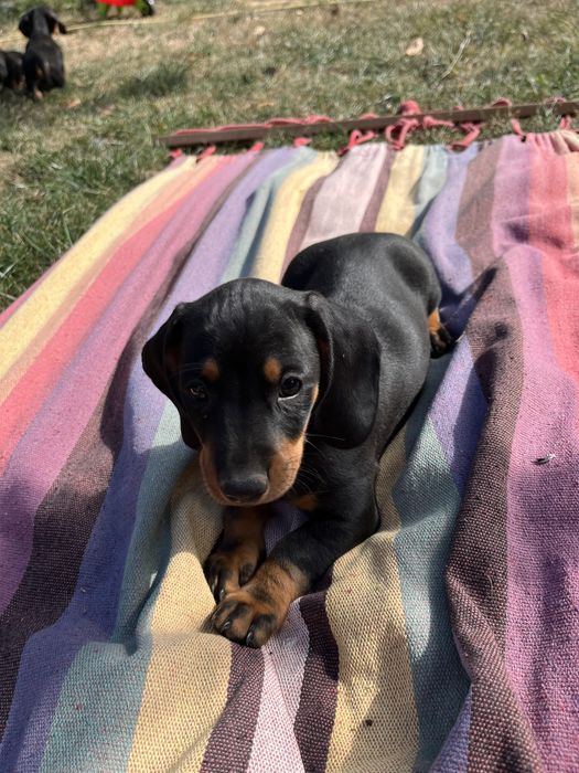 Pui Teckel (cu Pete de foc) Ploiesti • OLX.ro