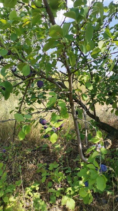 Prune din livada proprie Vaslui • OLX.ro