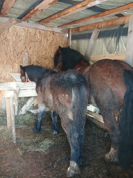 Vând iapa cu mânză Campulung Moldovenesc • OLX.ro