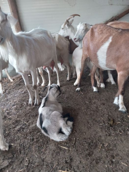 Capre de vânzare Grabat • OLX.ro