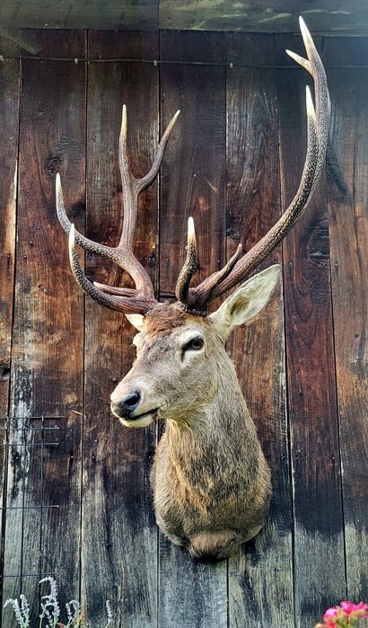 Bust cerb naturalizat Sasca Noua • OLX.ro