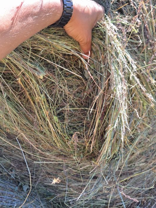 Vand baloti de fan. 120x120. Ormenis • OLX.ro