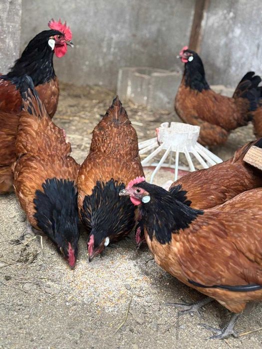 De vânzare 2 familii gaini rasa Worvek Santana de Mures • OLX.ro