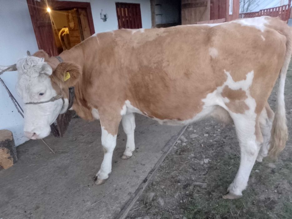 Vaca bălțată de vânzare Arieseni • OLX.ro