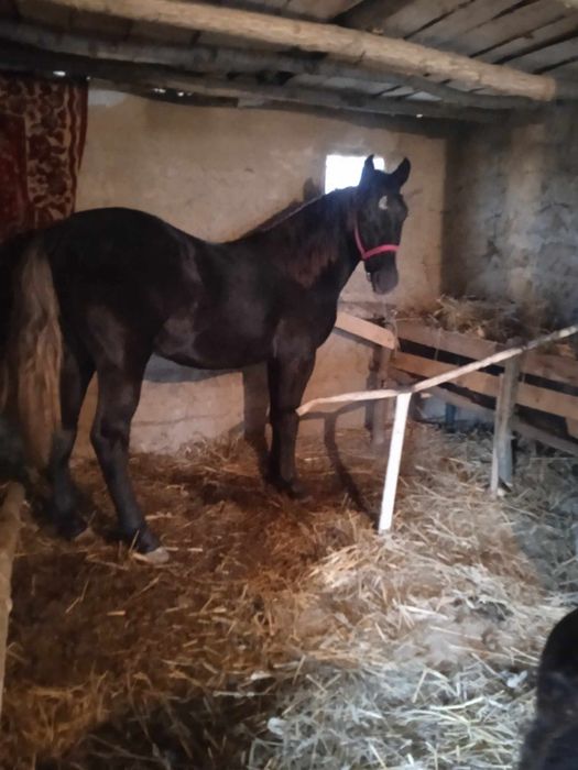 Cal de vânzare negru Independenta • OLX.ro