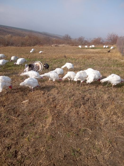 Vând curcani de carne au între 17-18 kg Huruiesti • OLX.ro