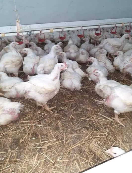 Livram pui albi de carne la un 1kg preț 15 lei Pui de rasa mixtă poru ...