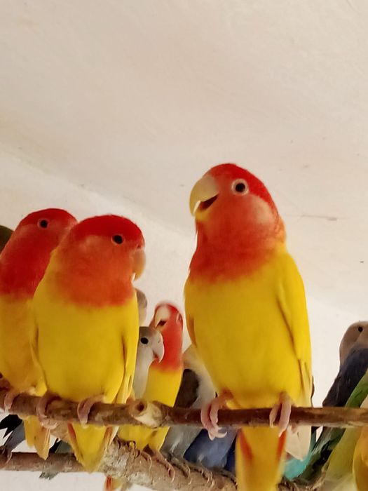 Papagali agapornis amorezi pui si adulti Otopeni • OLX.ro