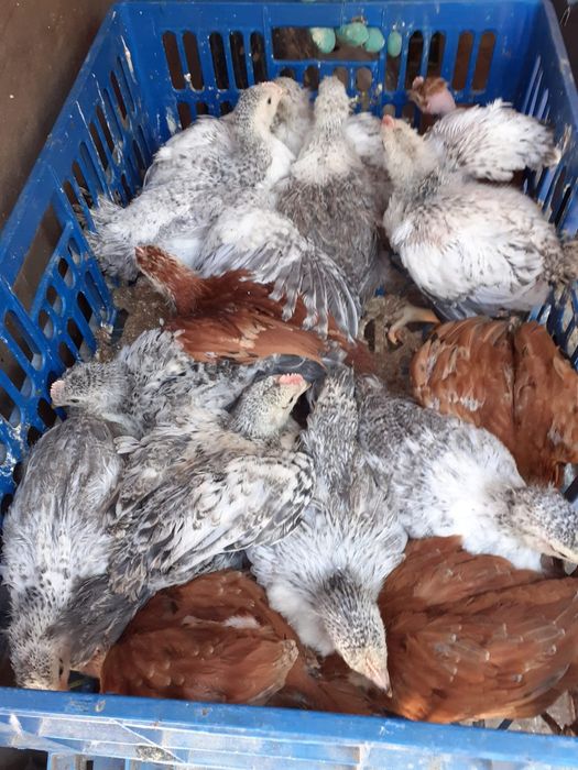 Pui albi de carne ross 308 pui rasa mixta si pui de o zi Lunca Corbului ...