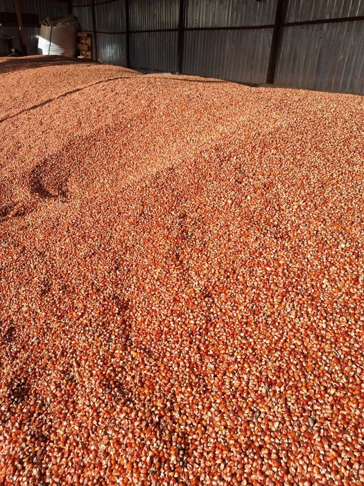 Porumb gritz de vânzare Sotanga • OLX.ro