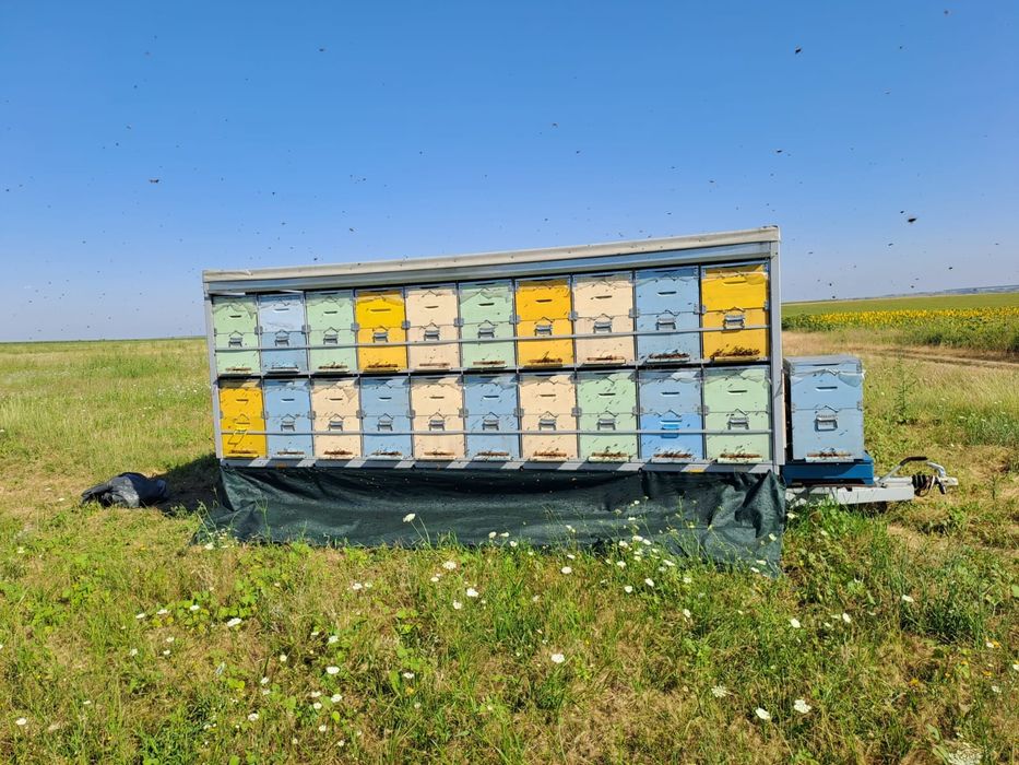 Remorcă apicolă cu stupi Gusu • OLX.ro
