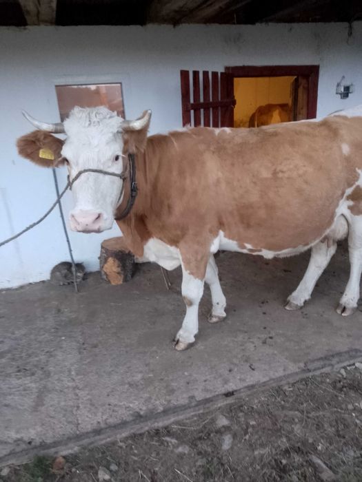 Vaca bălțată de vânzare Arieseni • OLX.ro