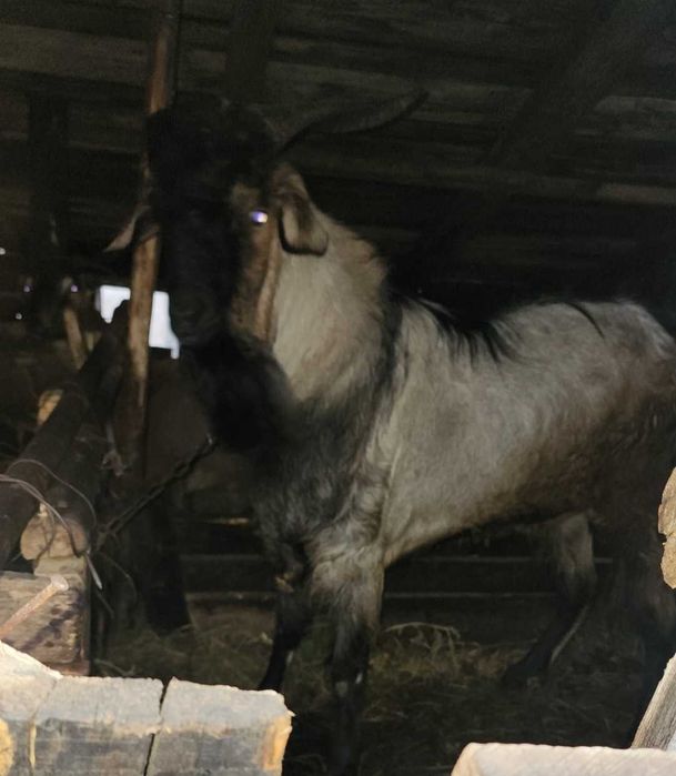 Vand tap anglo nubian si caprita Ipotesti • OLX.ro