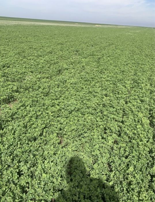 Baloti lucerna 2024 CALITATE EXTRA Rosiori de Vede • OLX.ro