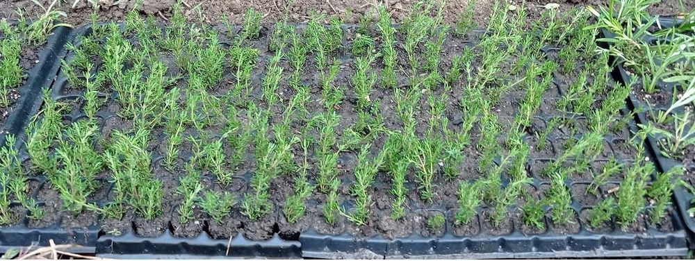 Radacini si rasaduri de menta olandeza cat si alte plante Bucuresti ...