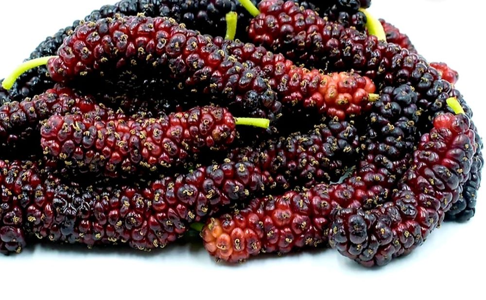 Dud negru cu fructe uriașe Ploiesti • OLX.ro