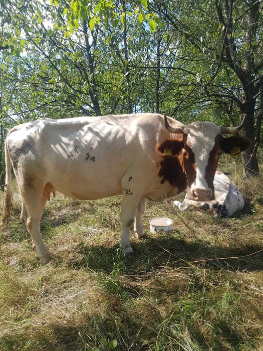 Vand 2 vaci tinere, una cu vitea sub ea, crescute pe gard electric Baia ...