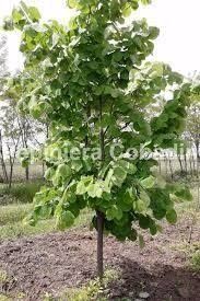 Vindem puieți de tei argintiu la balot de pământ și arbori de matase ...