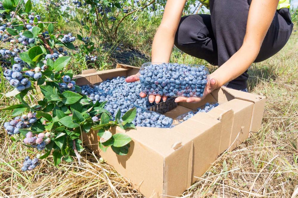 Afine BIO en-gros Brasov • OLX.ro