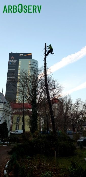 Taieri doborari si toaletari arbori copaci pomi orice dificultate ...