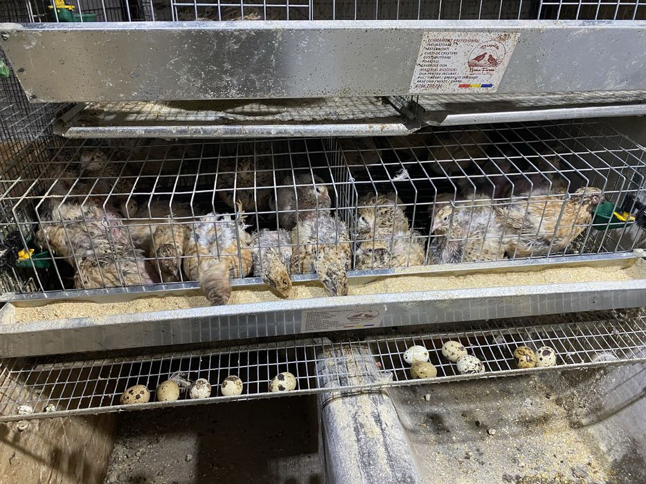 Prepelite japoneze rasa Jumbo Gold Brasov • OLX.ro