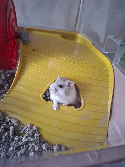 Hamster cu cusca Roman • OLX.ro